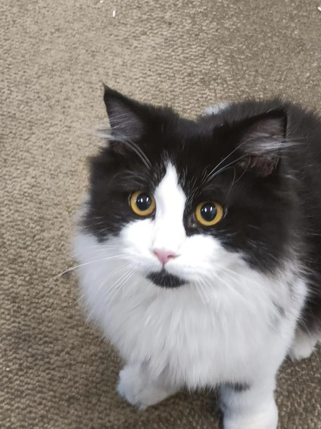 The Ultimate Guide to Cat Care: Tips and Tricks for Happy and Healthy ...